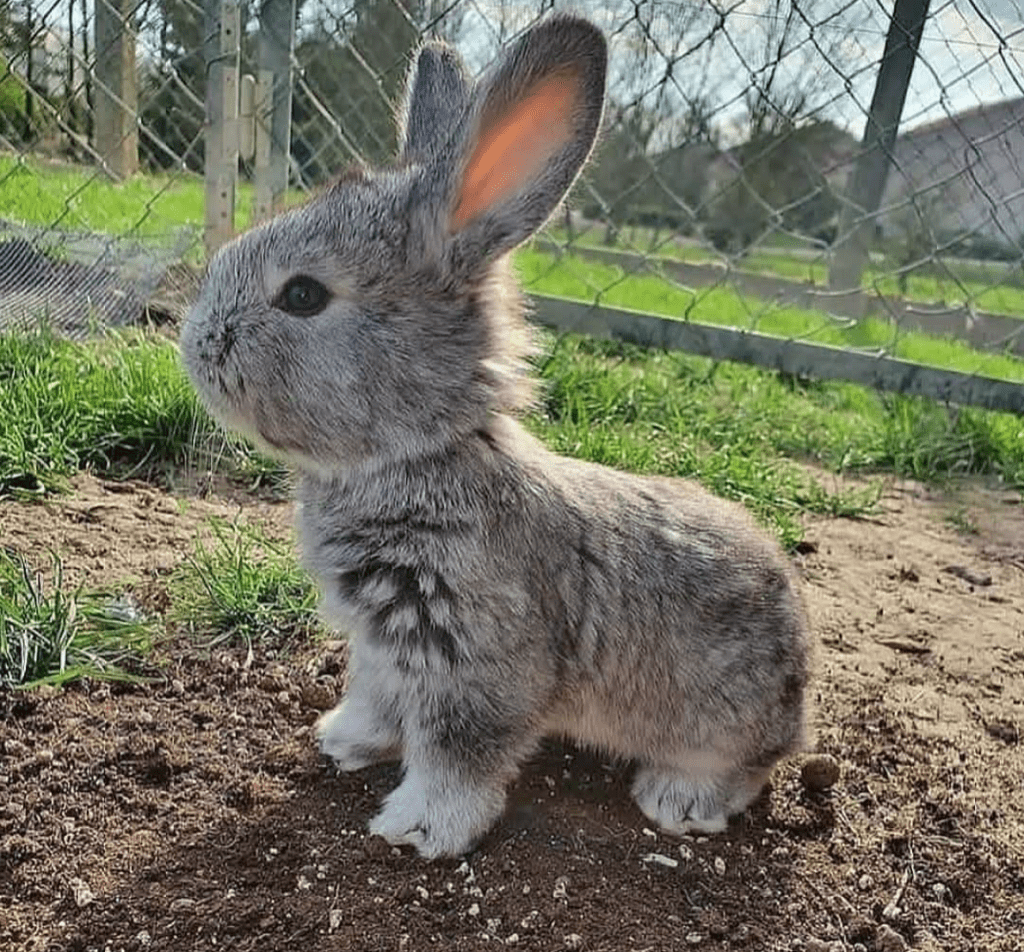 關於兔子足底炎你需要知道的 – HK Daijoubu