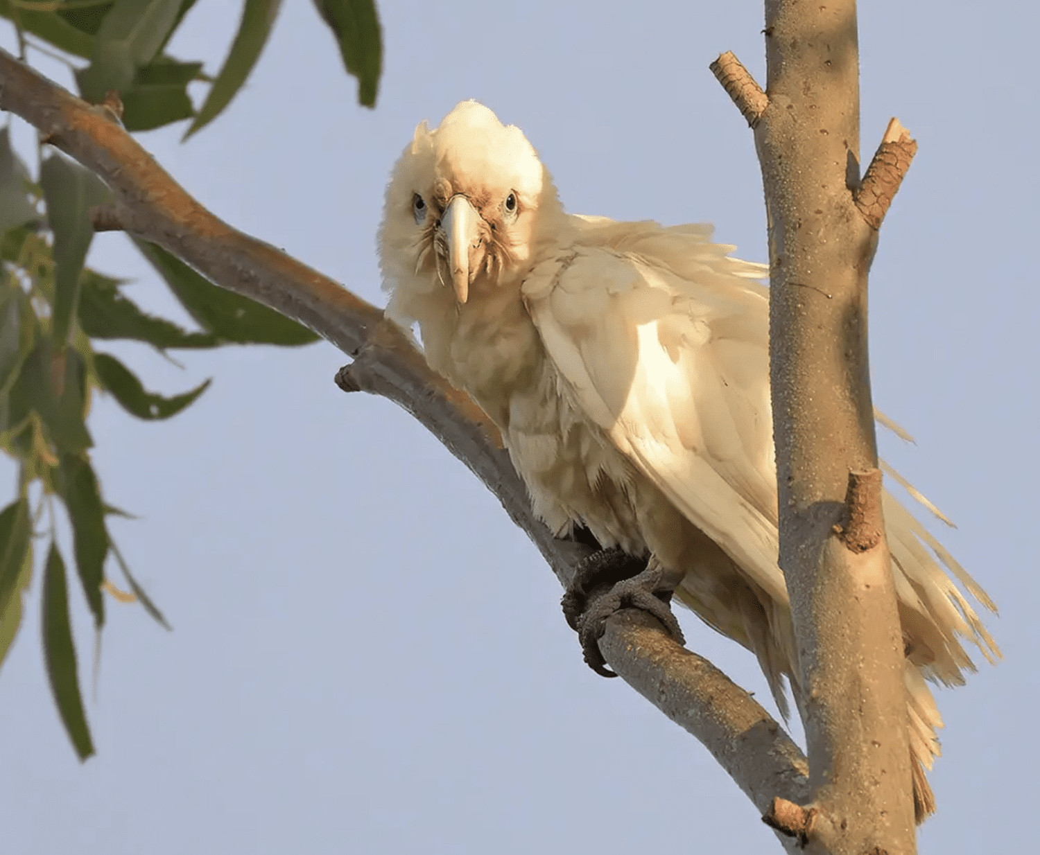 鸚鵡界的癌症？認識雙病毒 | HK Daijoubu生活雜誌