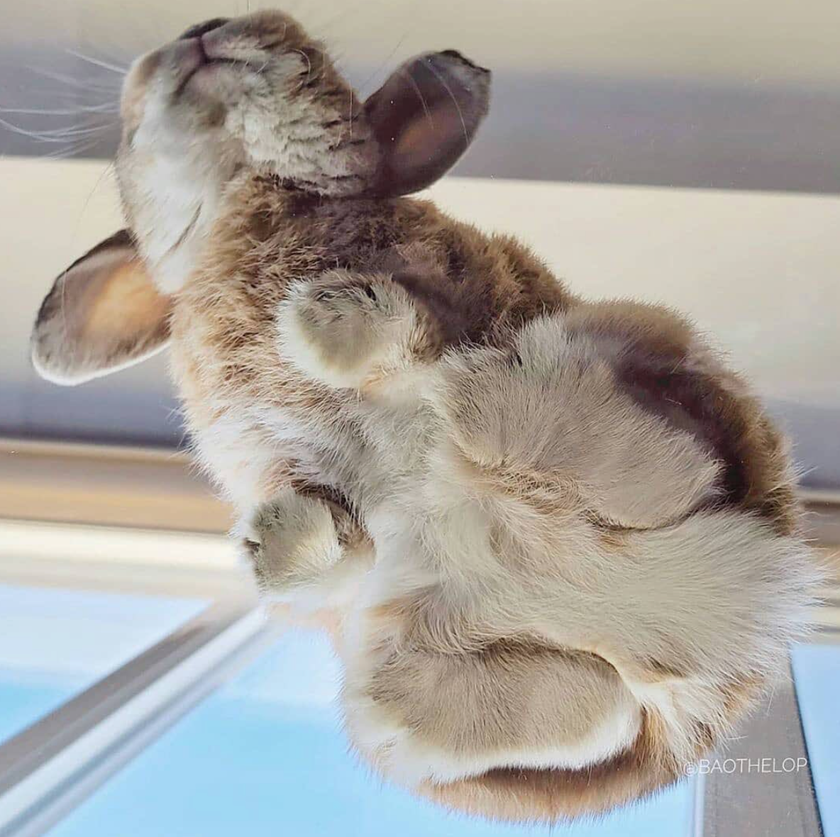 關於兔子足底炎你需要知道的 | HK Daijoubu生活雜誌